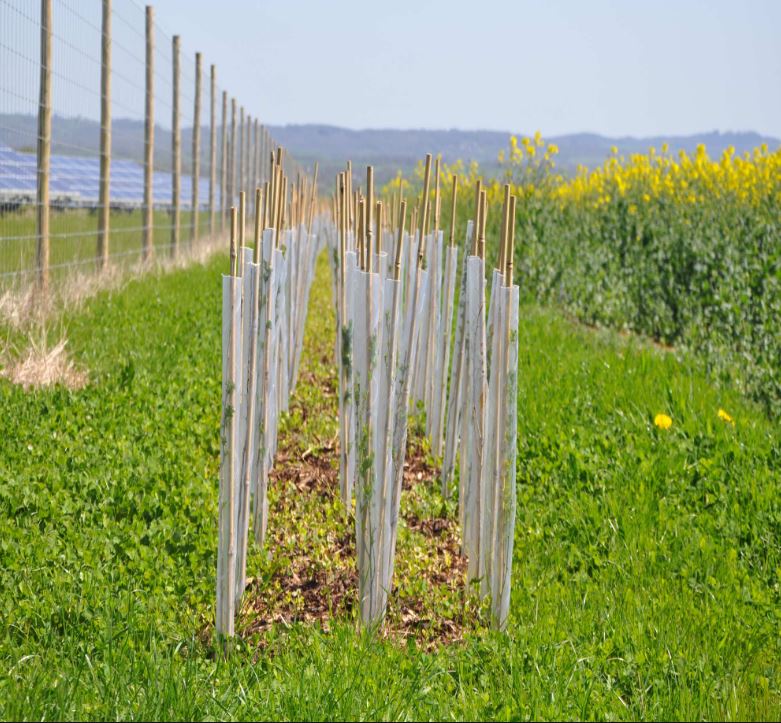 Spiral Guards & Canes – Rusper Farm